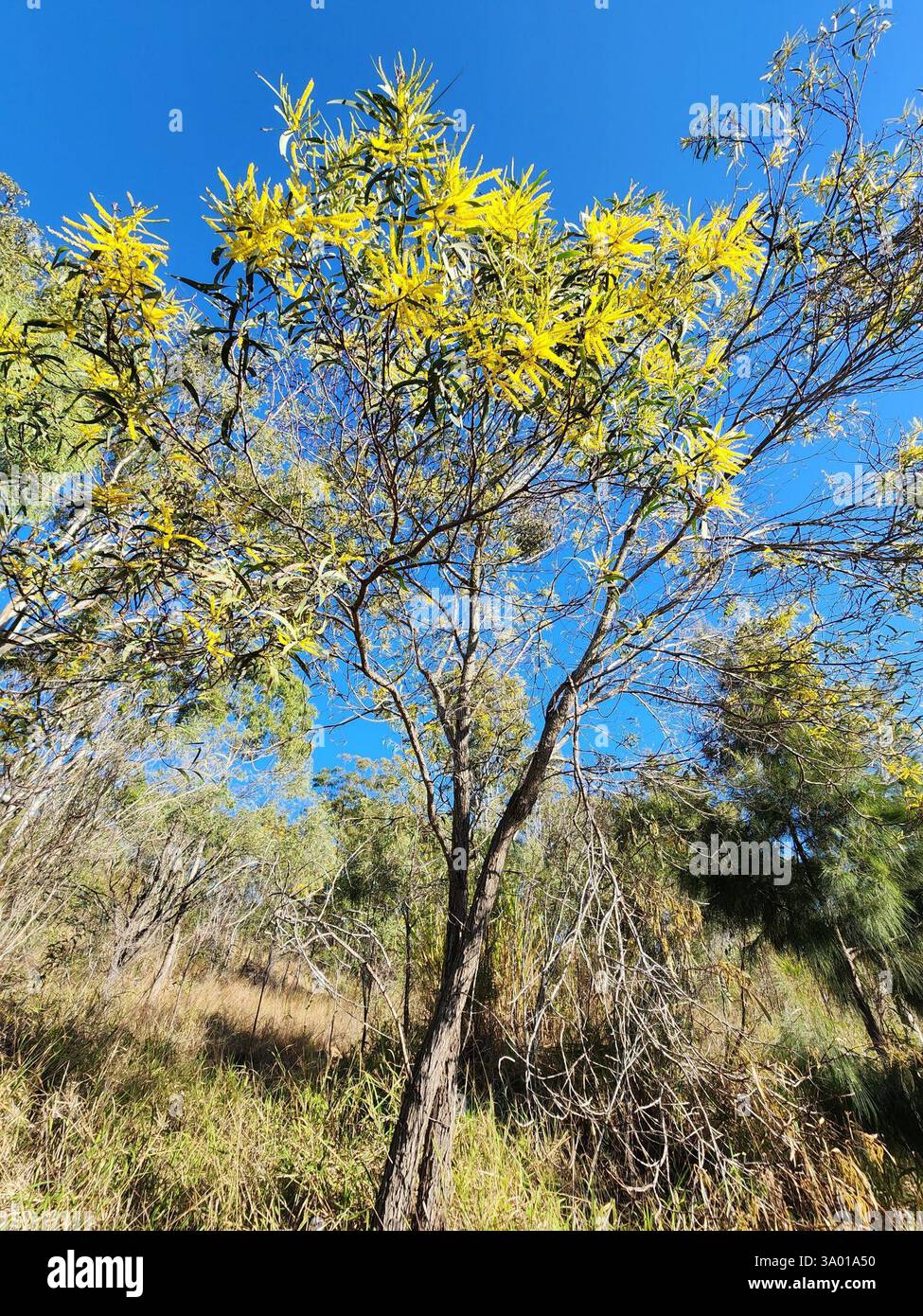wattles (Acacia), Plantae, Mount Morgan QLD 4714, Australia Stock Photo ...