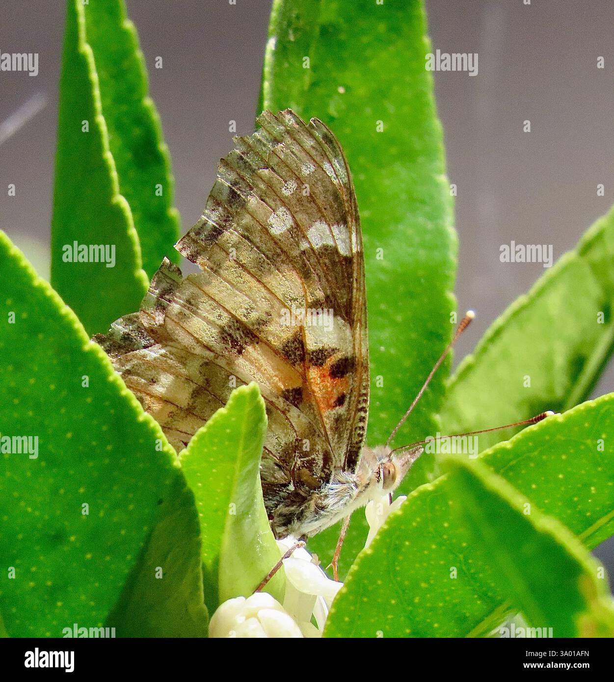 Painted Lady (Vanessa cardui), Insecta, Country Park Rd, Salinas, CA ...