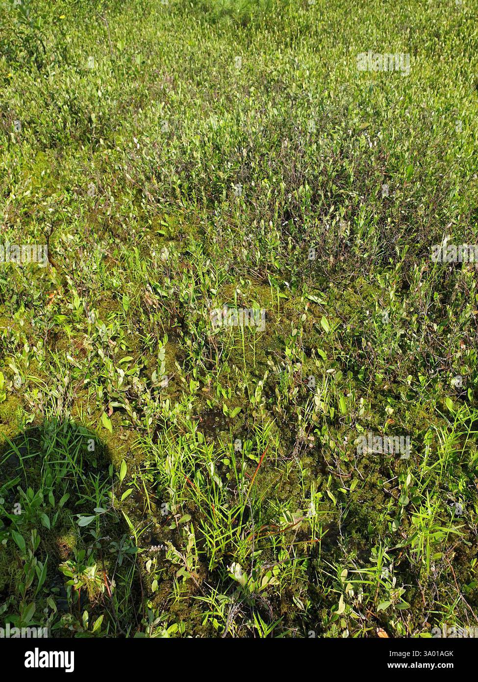 rushes (Juncus), Plantae, Montérégie, QC, Canada Stock Photo - Alamy