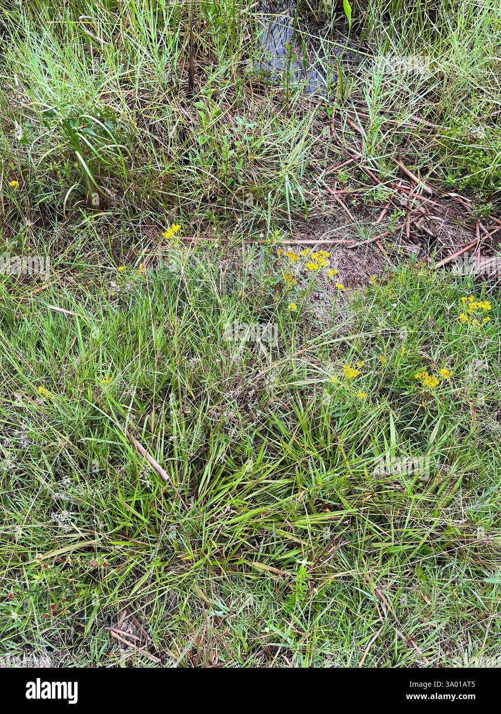 Elliott's lovegrass (Eragrostis elliottii), Plantae, Florida, US Stock ...