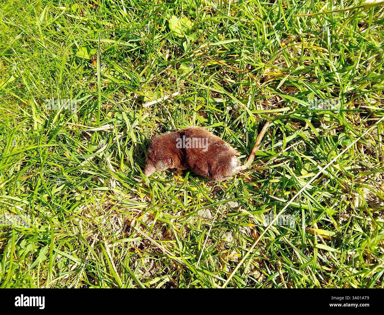Common Shrew (Sorex araneus), Mammalia, Williton, Taunton TA4 4HT, UK ...