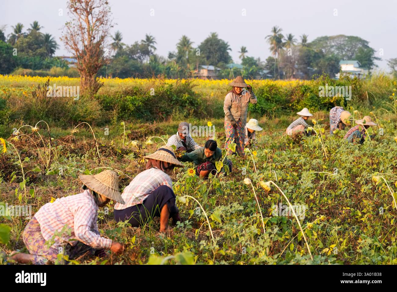 Farmers harvest vigna mungo as Myanmar celebrates the national holiday ...