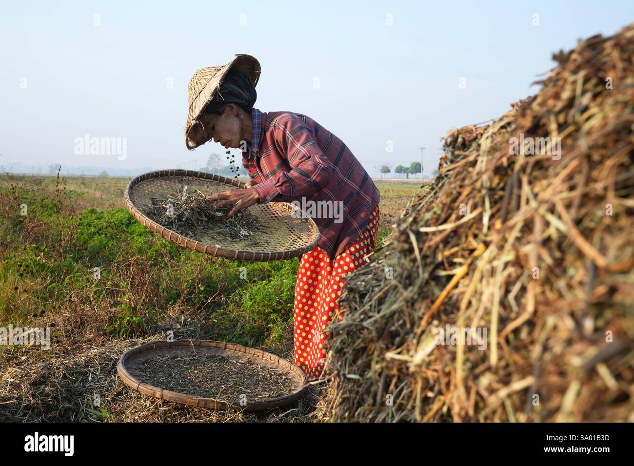 A farmer harvests vigna mungo as Myanmar celebrates the national ...