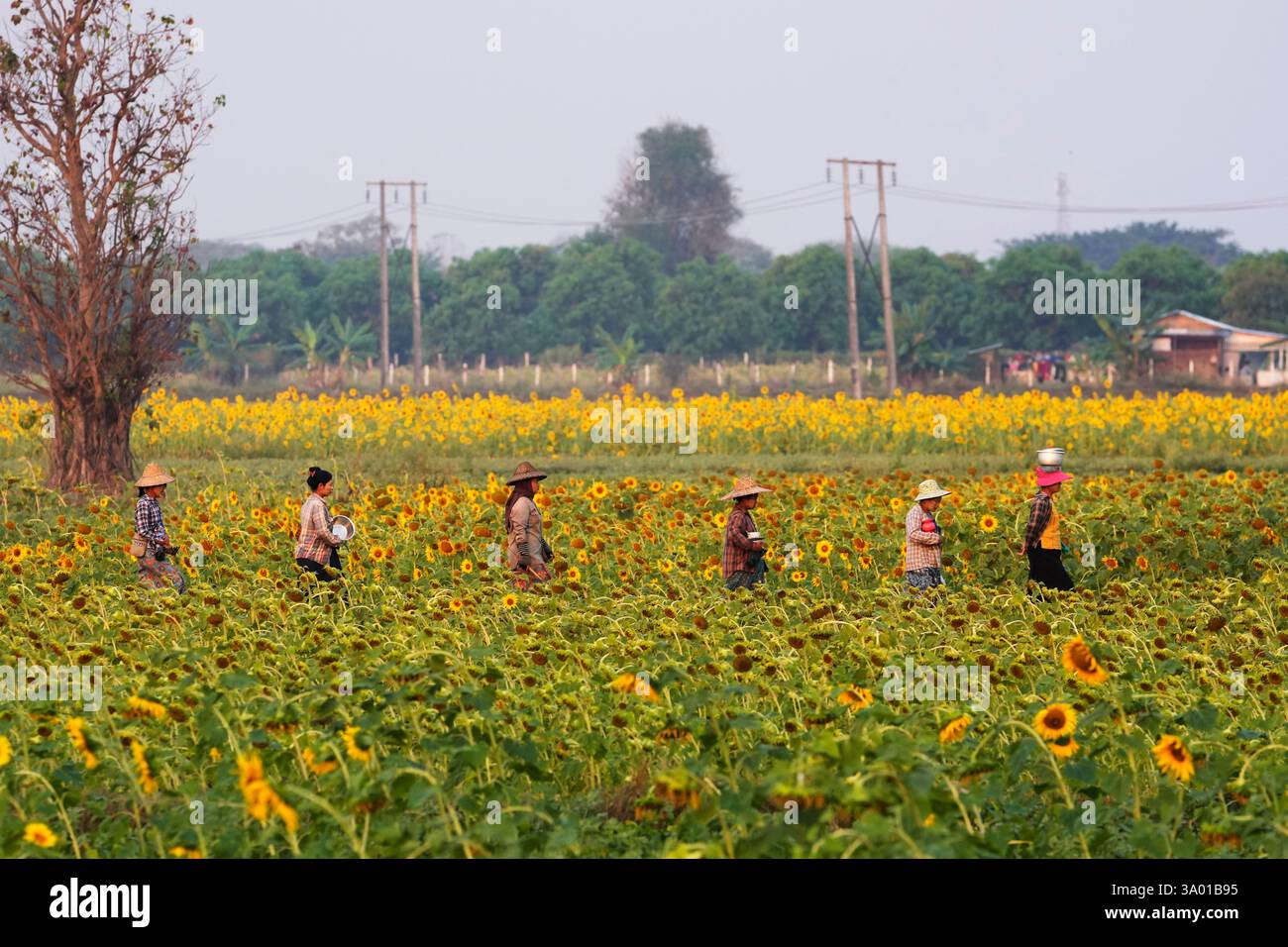 Farmer walk through a field as Myanmar celebrates the national holiday ...