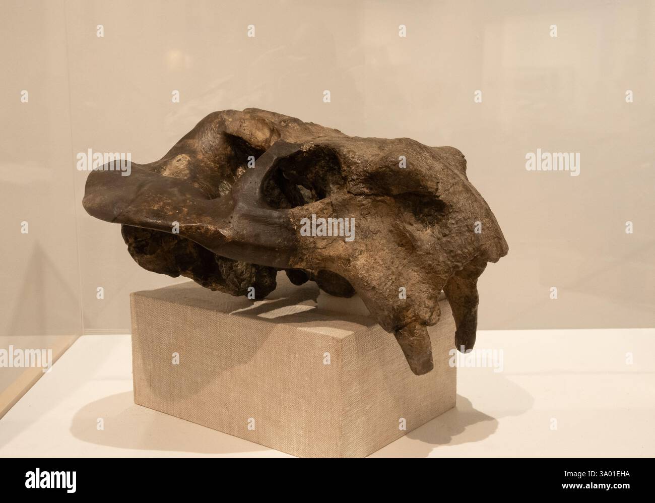 Close Up of a Fossilized skull of an aulocephalodon, a herbivorous ...