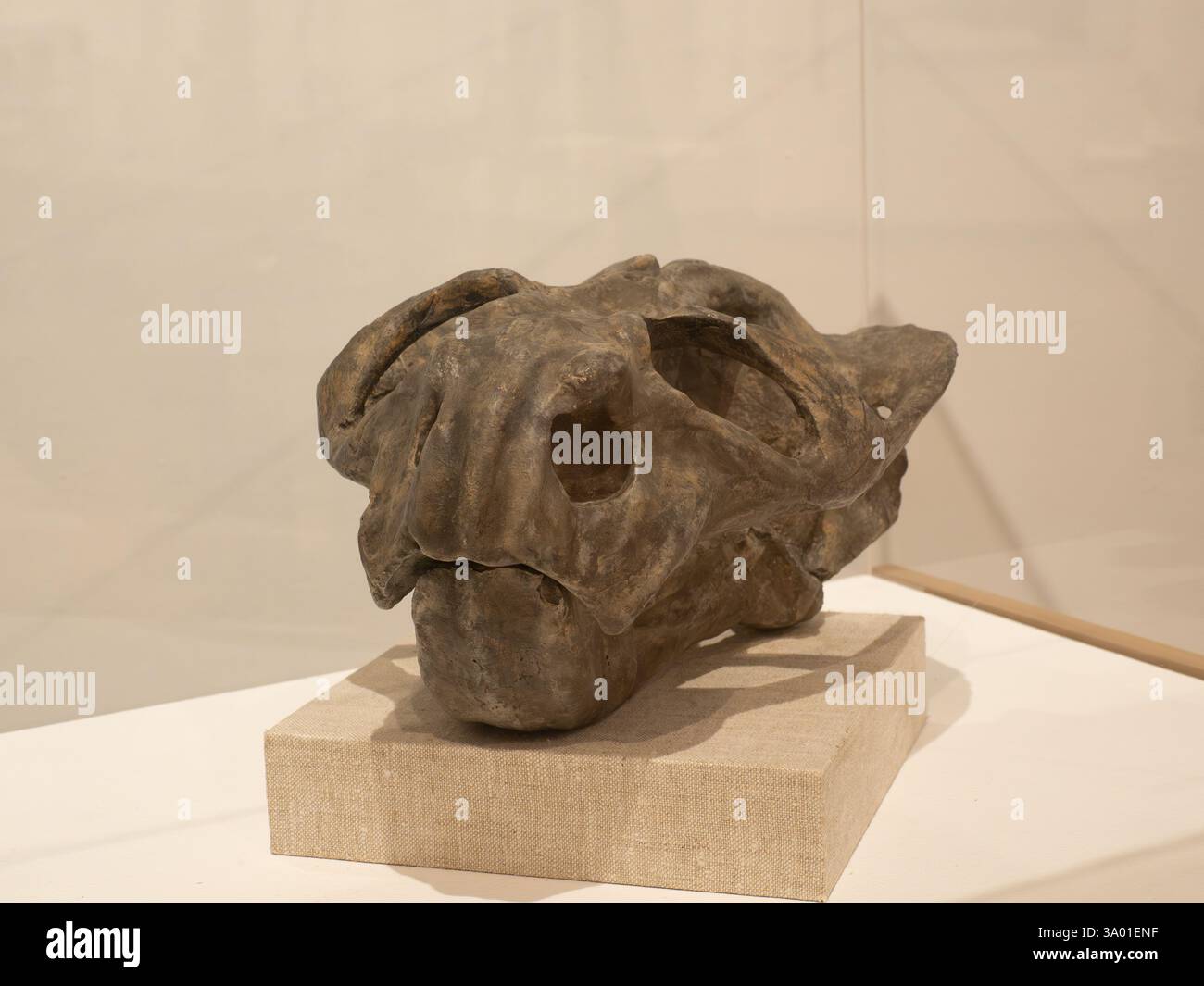Close Up of a Fossilized skull of an Oudenodon latirostis, a ...