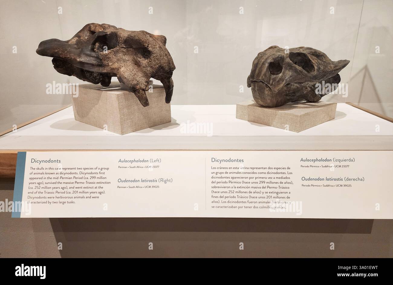 Fossilized skulls of two Dicynodont dinosaurs, an Aulocephalodon and an ...