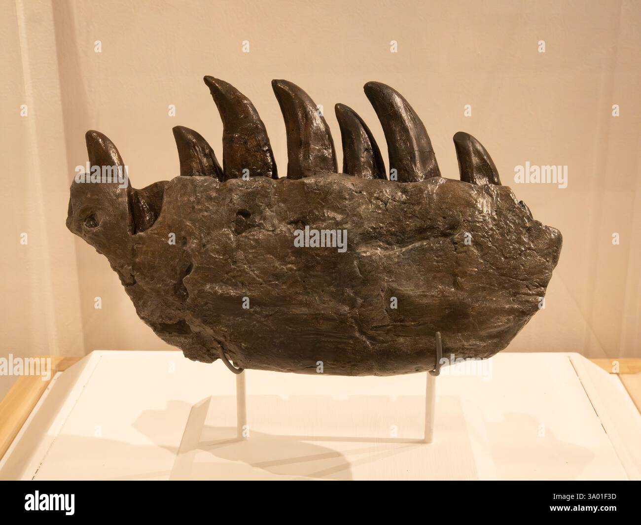 Torvosaurus skull hi-res stock photography and images - Alamy
