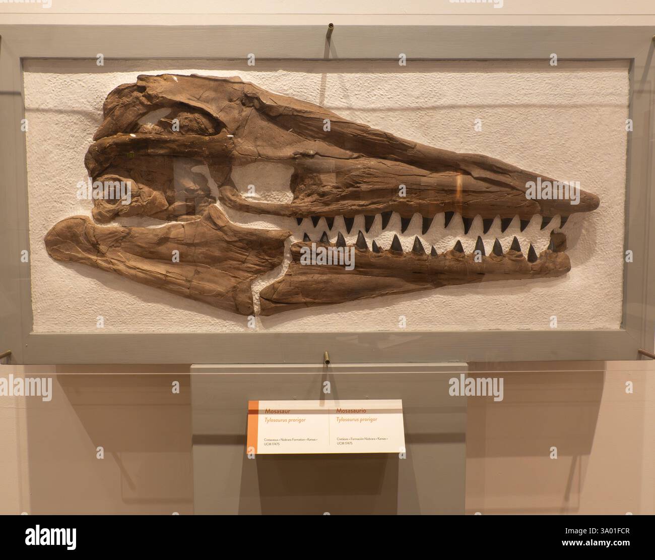 Tylosaurus prorigor hi-res stock photography and images - Alamy