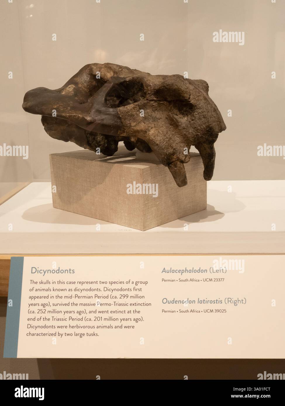 Fossilized skull of an aulocephalodon, a herbivorous dinosaur in the ...