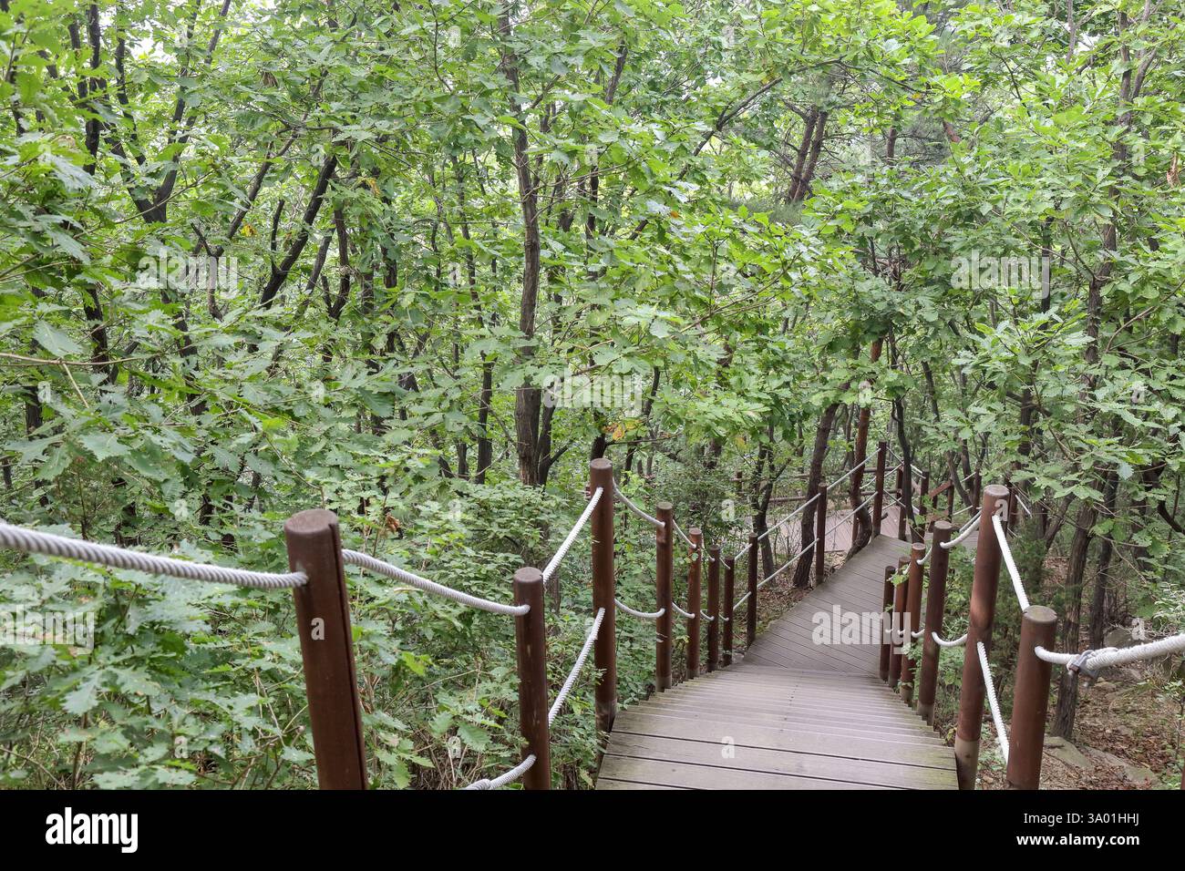 steep wooden staircase of a hiking trail in a dense vegetation area of ...
