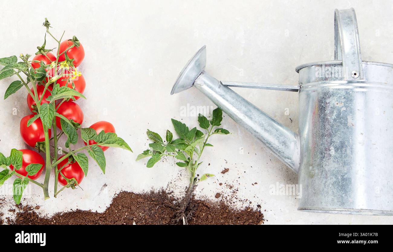 Tomatoes plant. Growth stages from seed to flowering and fruiting plant ...