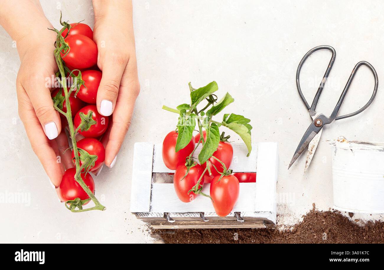 Life cycle of tomato plant. Growth stages from seed to flowering on a ...