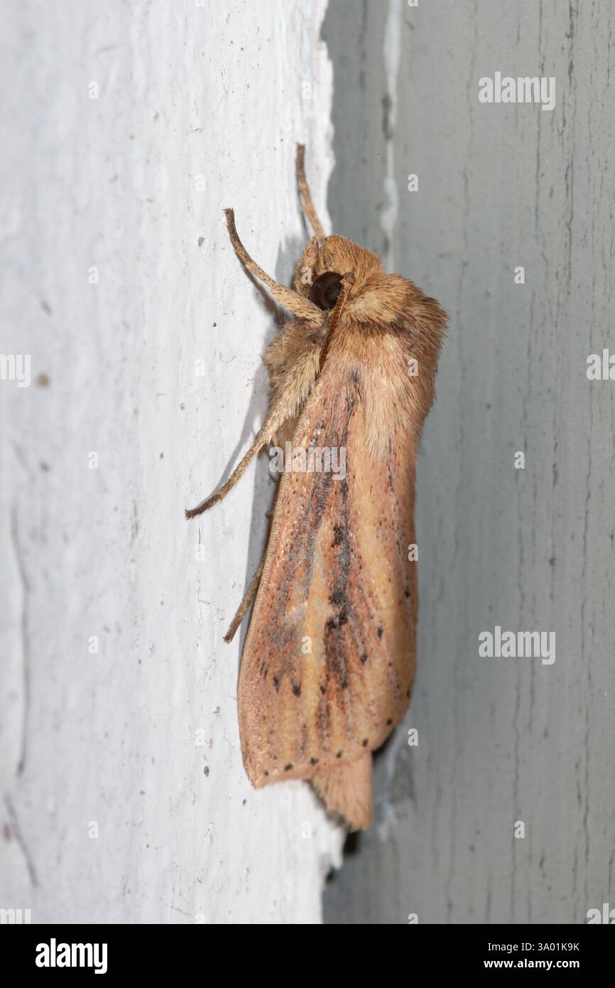 Moth Denticucullus pygmina, the small wainscot, on an August night in ...