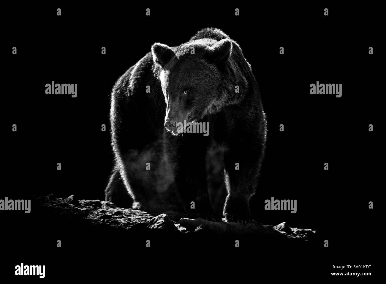 This striking close up captures an adult bear in black and white on a ...