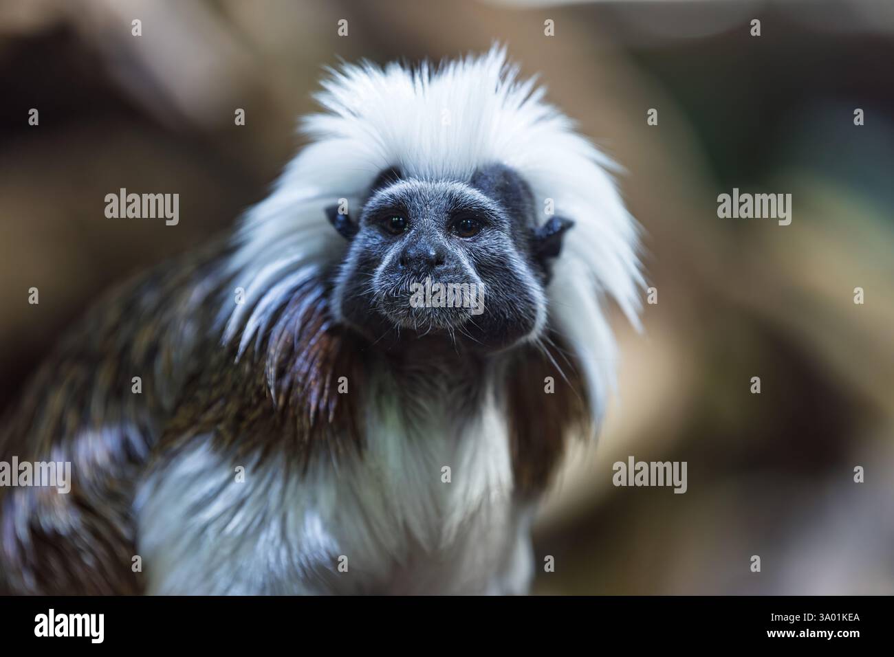 Primate social expression hi-res stock photography and images - Alamy