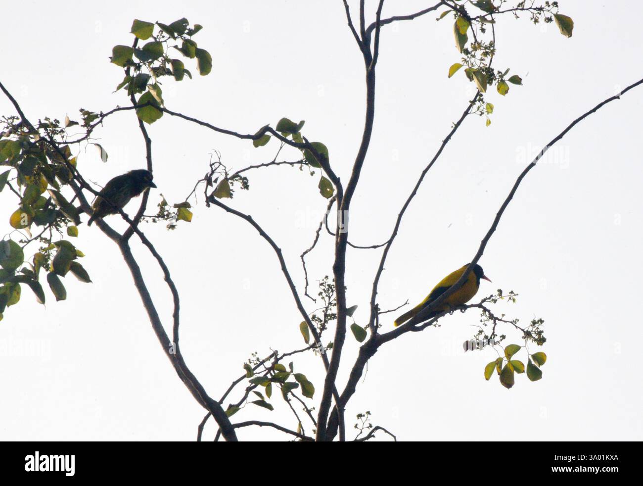 Siliguri, West Bengal, India. 2nd Mar, 2025. Black-hooded oriole bird ...