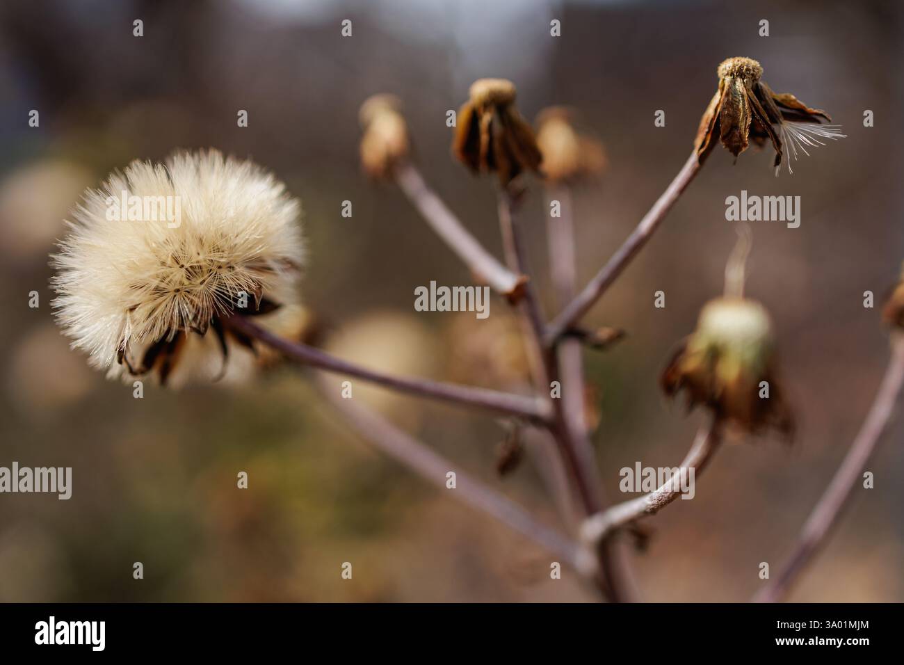 Dried seed heads and fluffy seed puffs on bokeh backdrop shows a plant ...