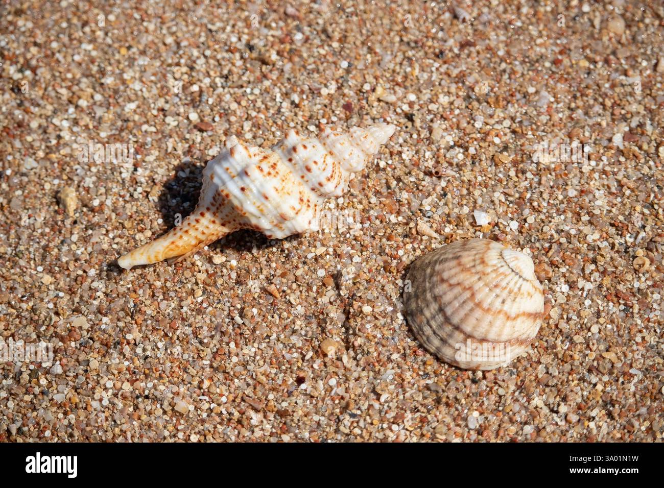 beautiful red sea beach in Hurghada, Egypt Stock Photo - Alamy