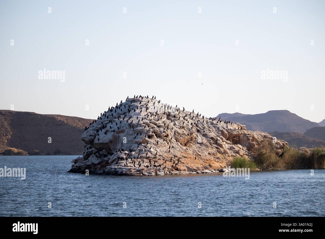 Birdwatching tourism egypt hi-res stock photography and images - Alamy