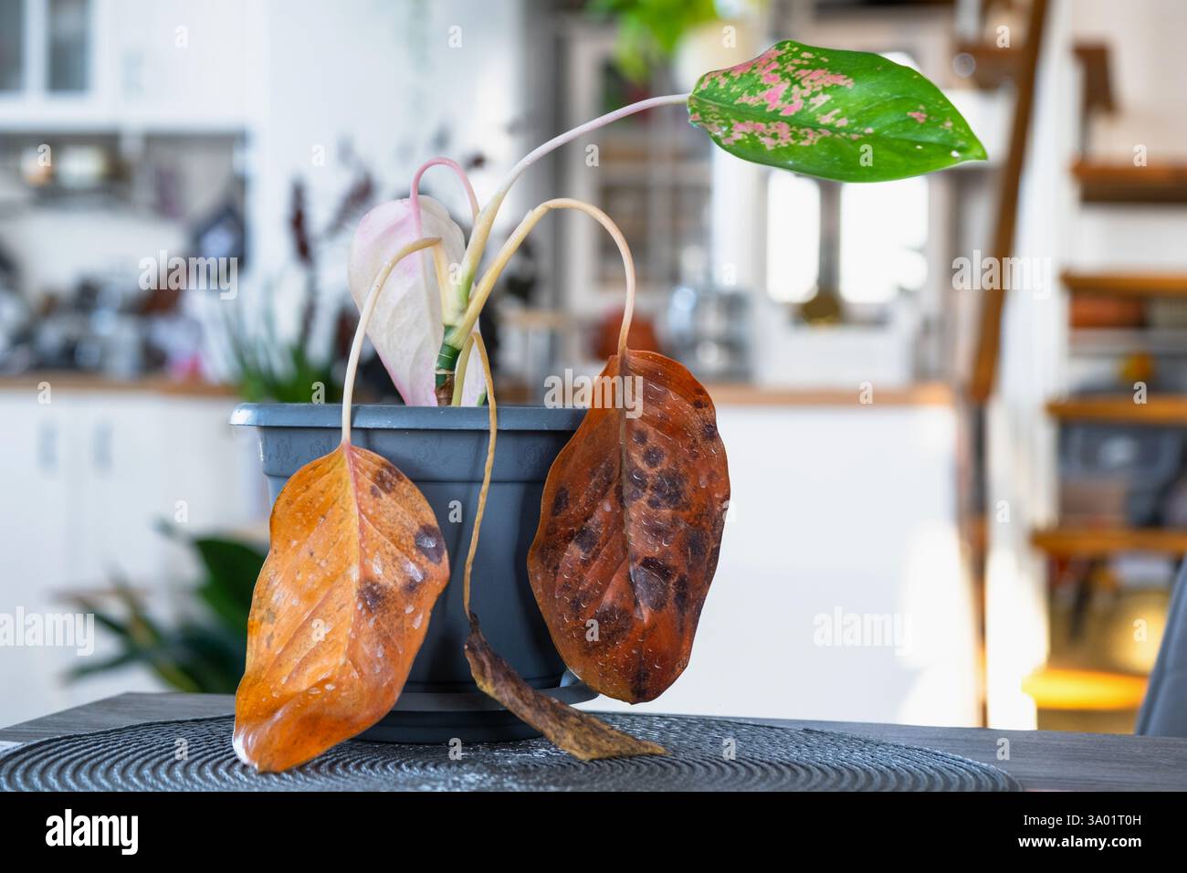 Problems in cultivation on sheet of aglaonema - leaves affected by ...