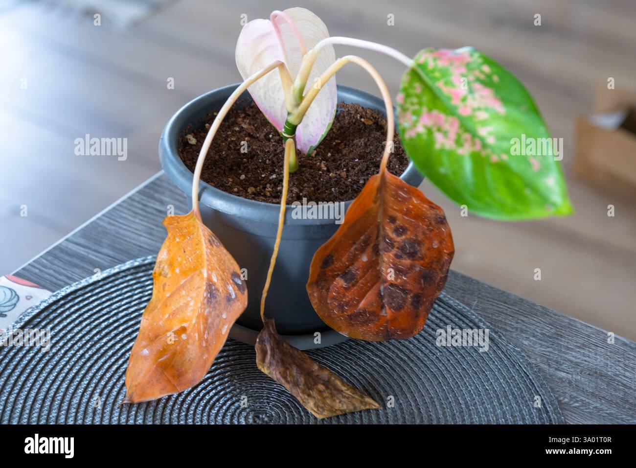 Problems in cultivation on sheet of aglaonema - leaves affected by ...