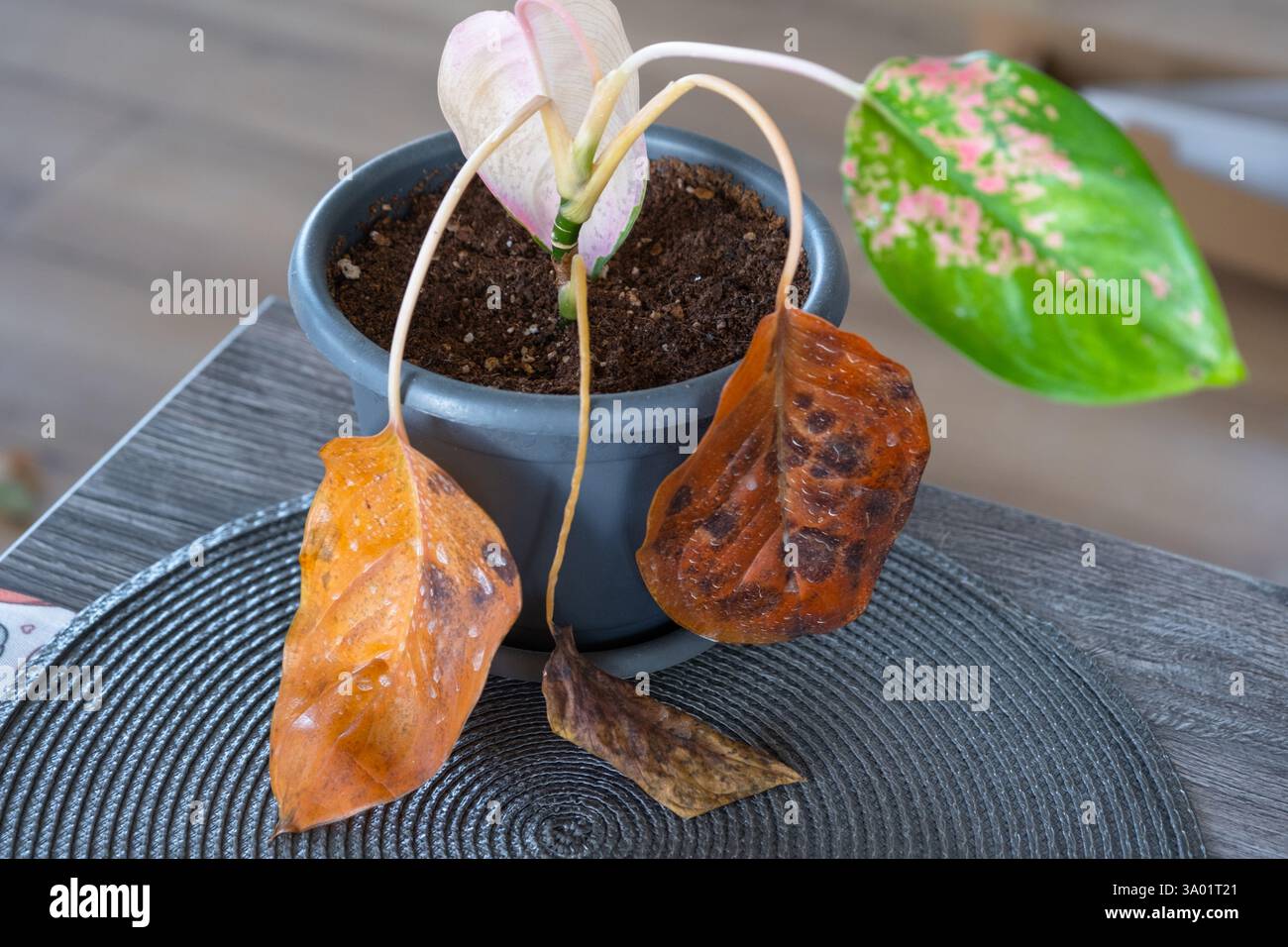 Problems in cultivation on sheet of aglaonema - leaves affected by ...