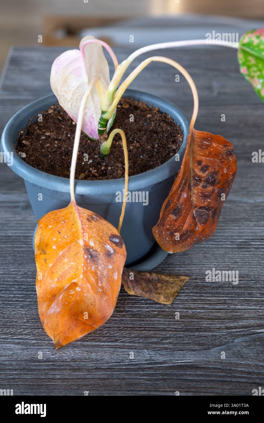 Problems in cultivation on sheet of aglaonema - leaves affected by ...