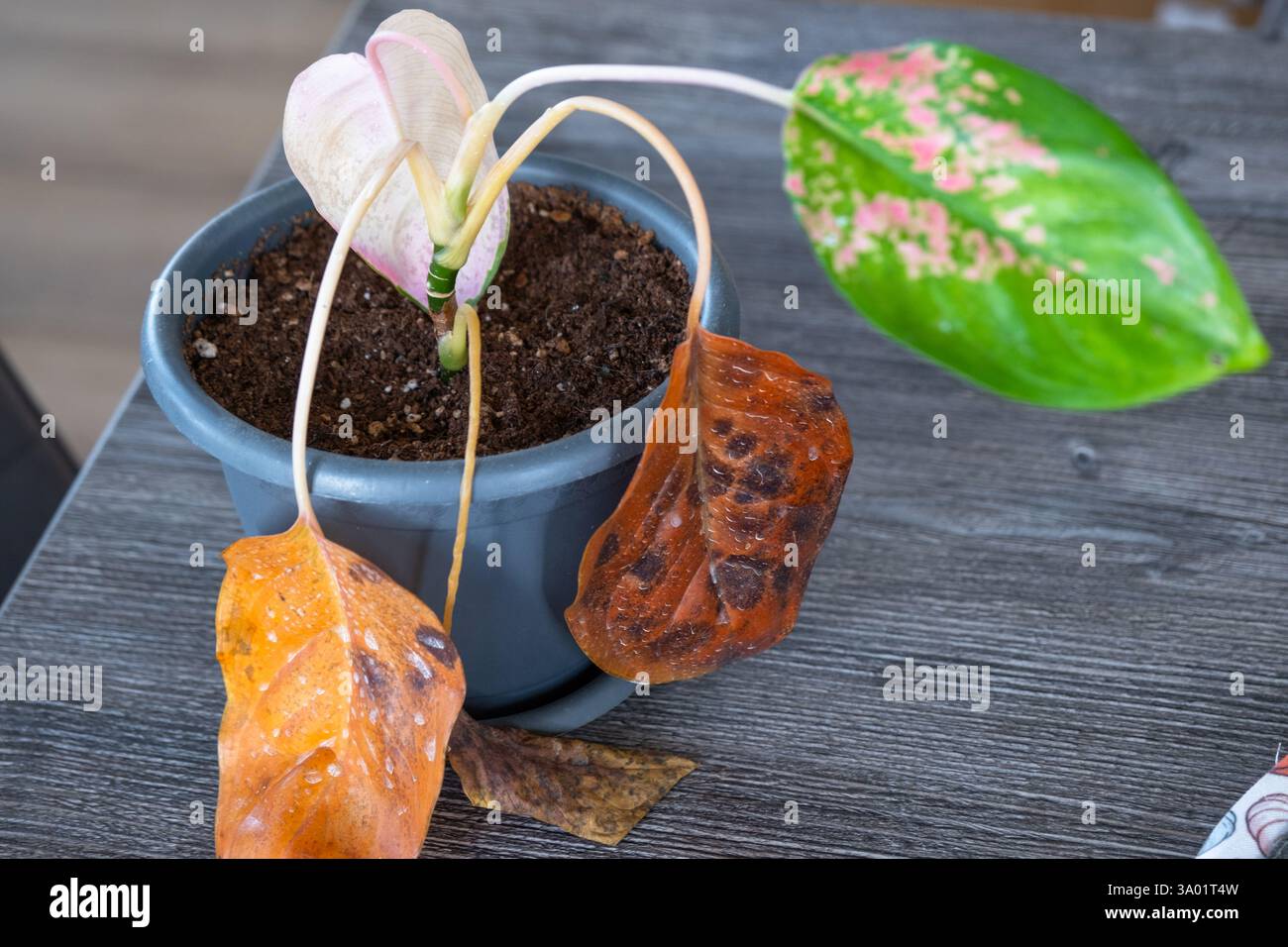 Problems in cultivation on sheet of aglaonema - leaves affected by ...