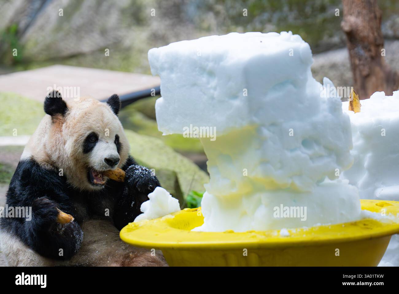 CHONGQING, CHINA - MARCH 1, 2025 - Giant panda Yu Bei enjoys an ice and ...