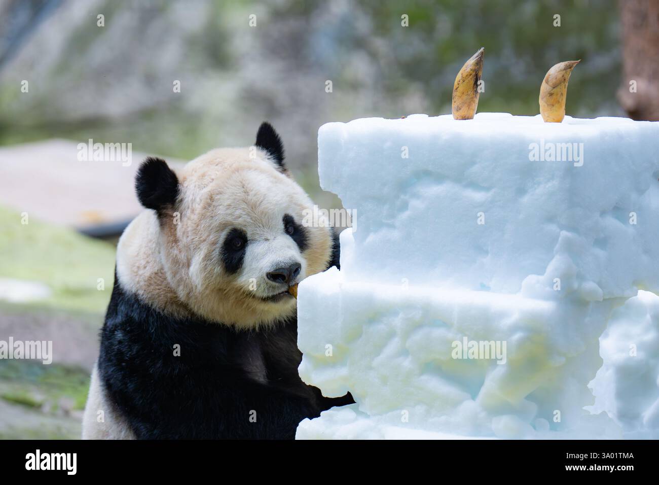 CHONGQING, CHINA - MARCH 1, 2025 - Giant panda Yu Bei enjoys an ice and ...