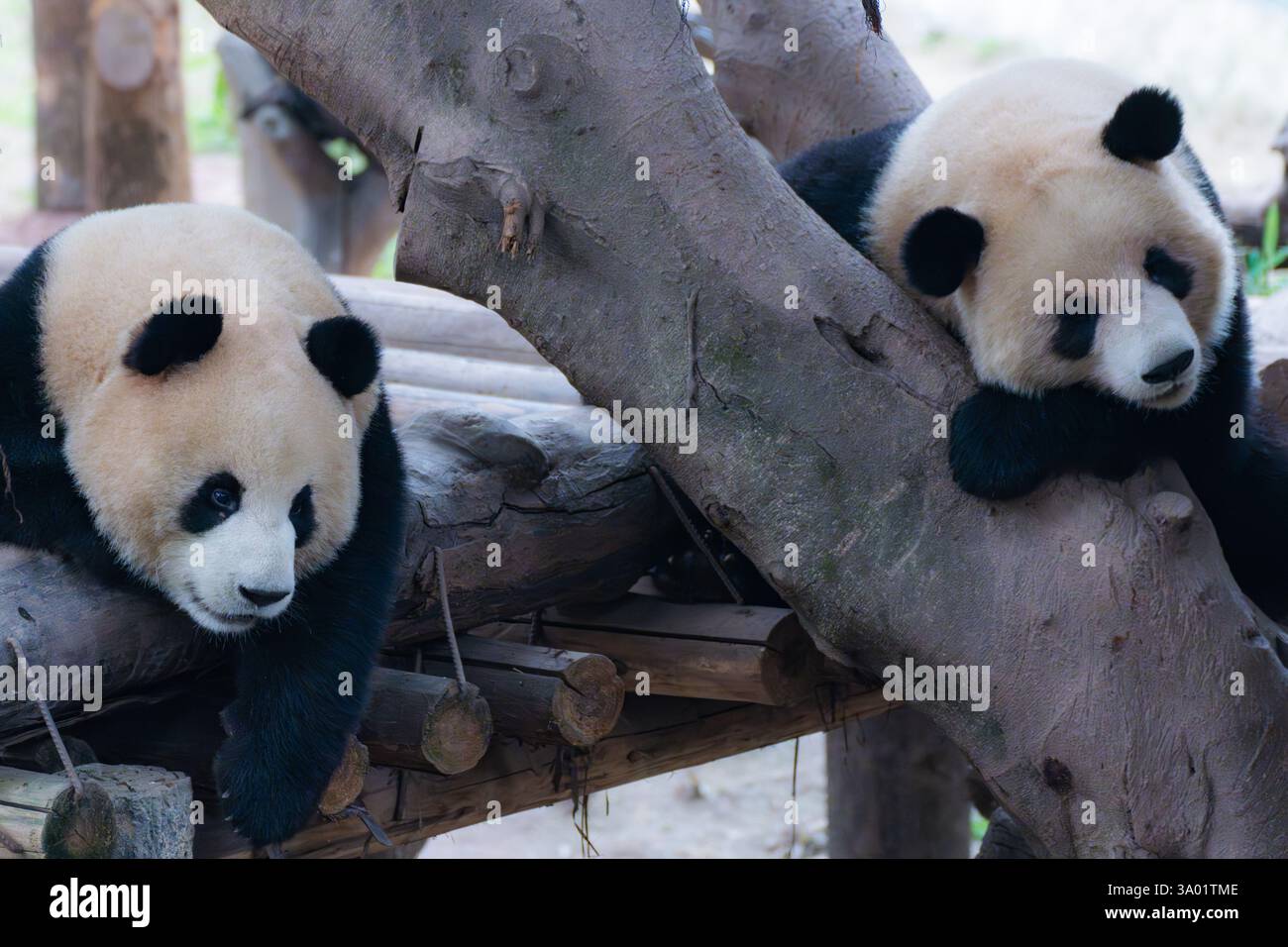 CHONGQING, CHINA - MARCH 1, 2025 - Giant pandas Xing Xing and Chen Chen ...