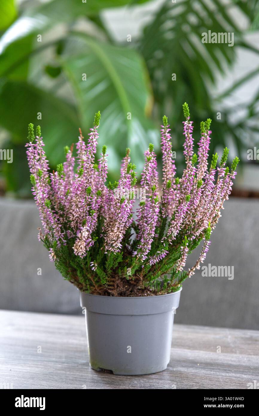Flowering heather in pot on table in interior of the house. Spring time ...