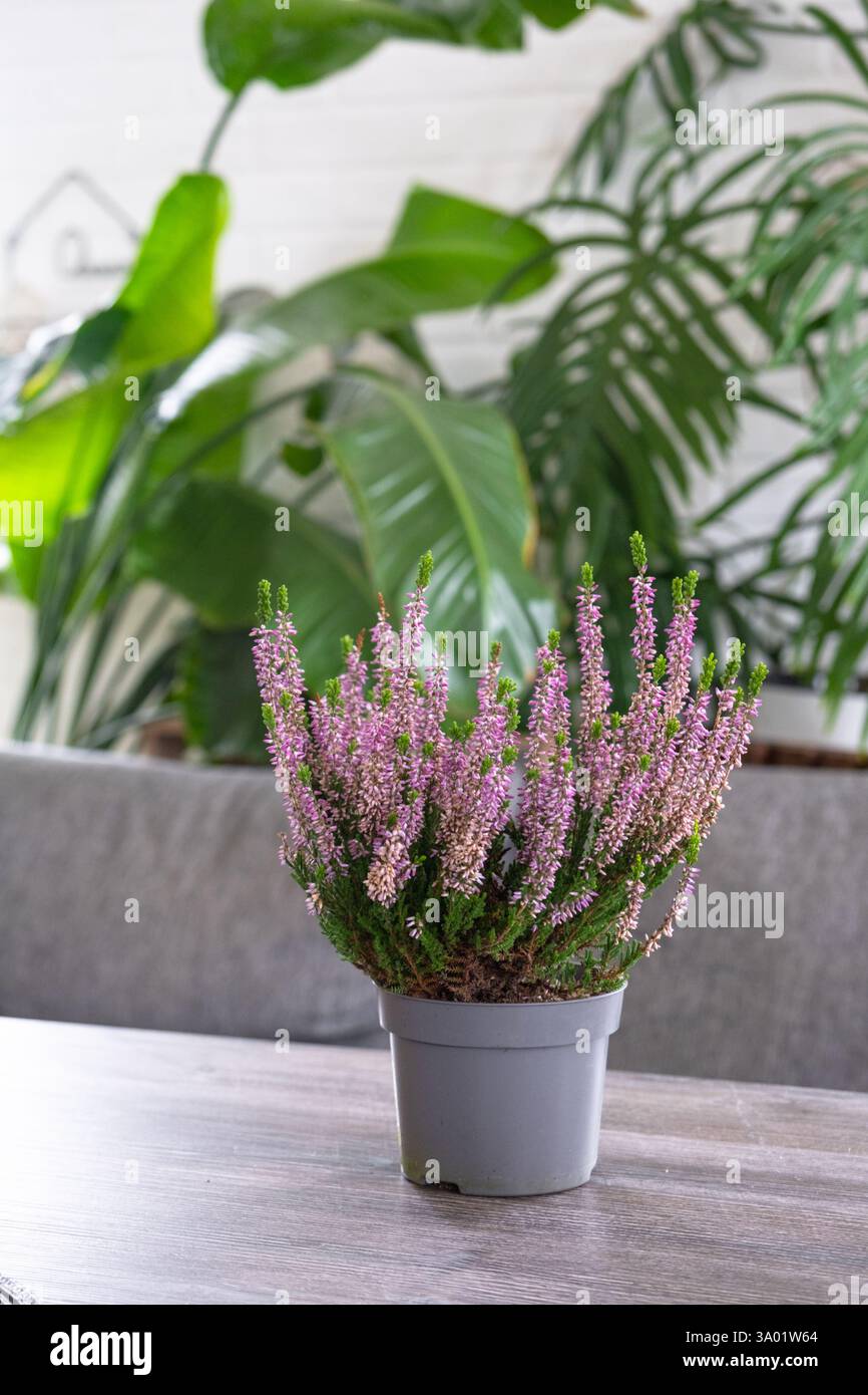Flowering heather in pot on table in interior of the house. Spring time ...