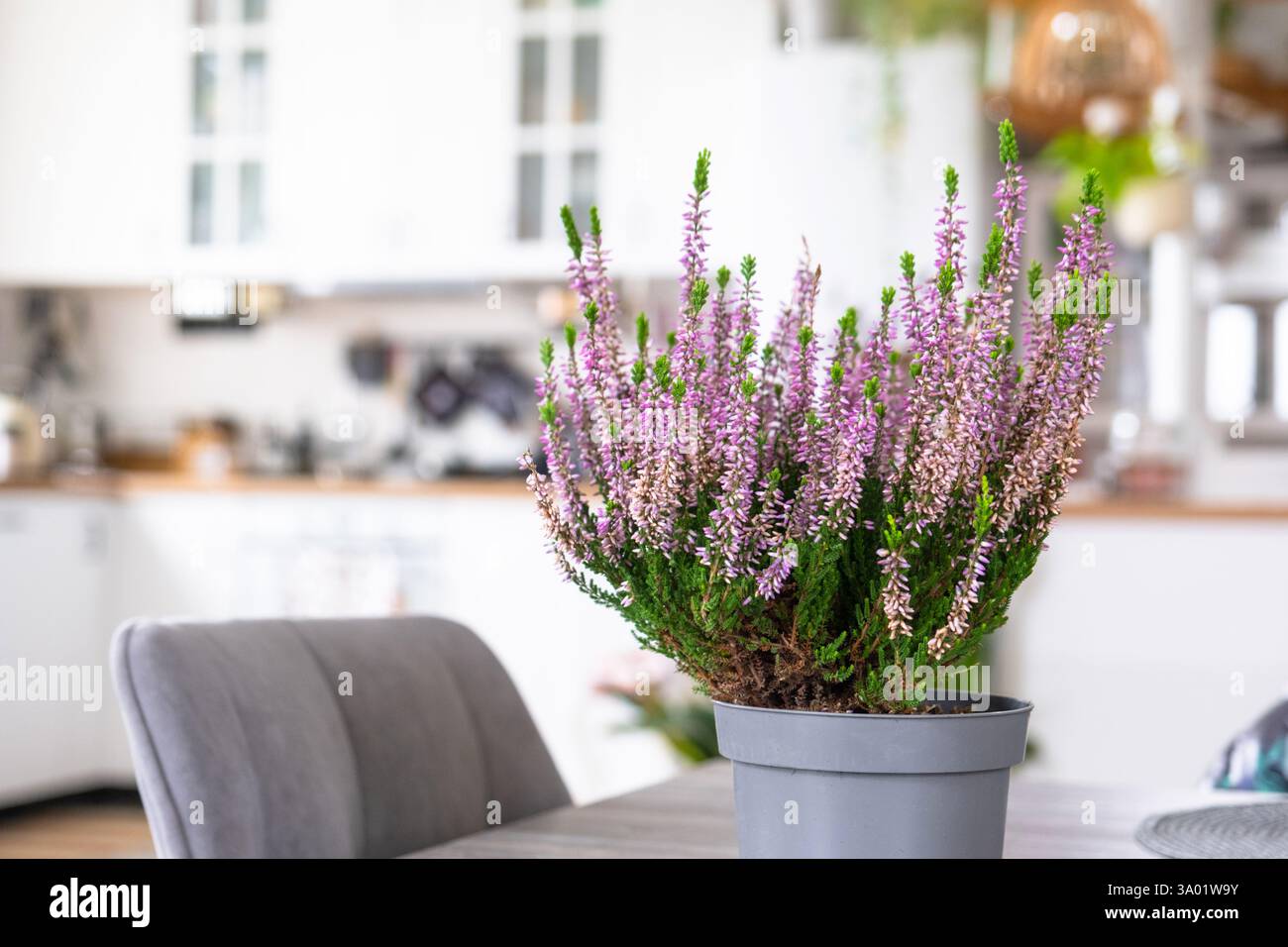 Flowering heather in pot on table in interior of the house. Spring time ...