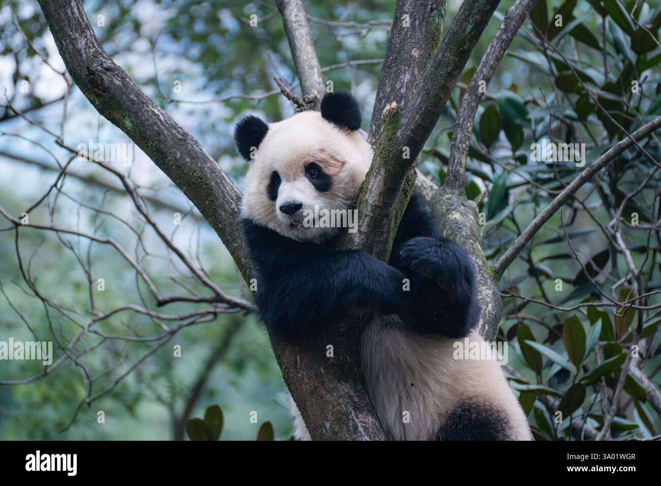 Chongqing, China. 02nd Mar, 2025. CHONGQING, CHINA - MARCH 1, 2025 ...
