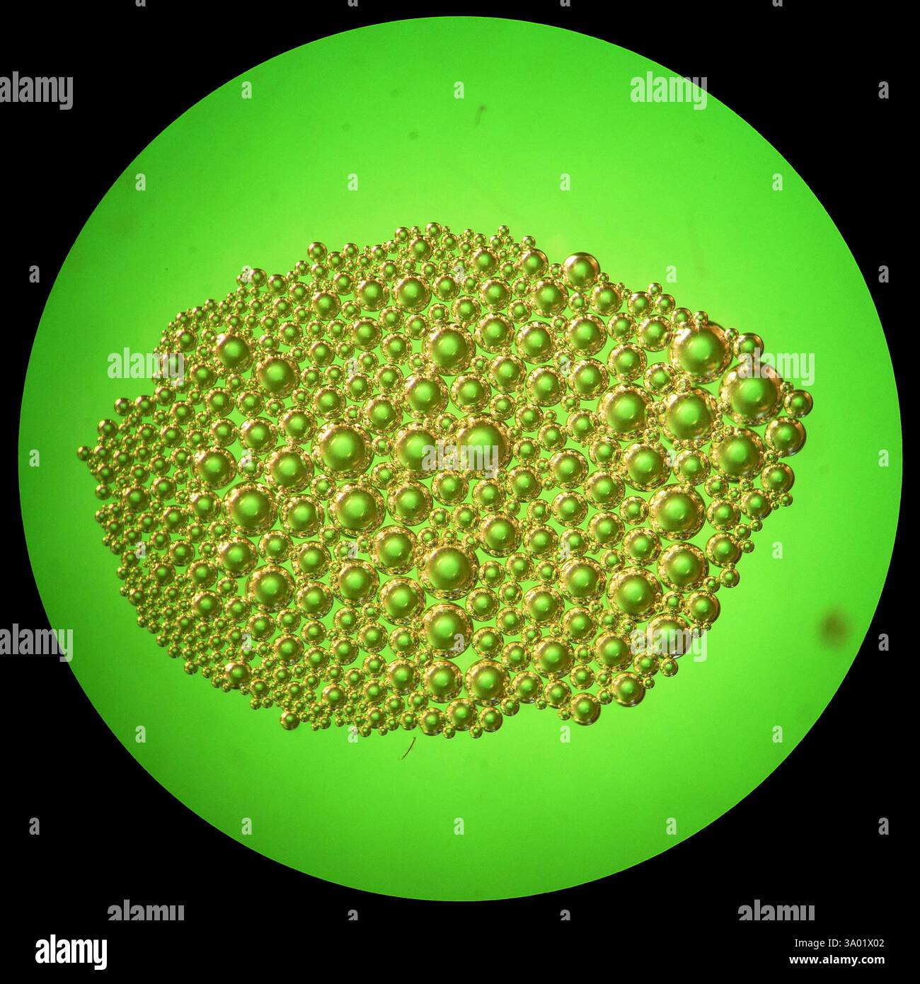 Microscopic air bubbles floating in the microscope field with creative ...