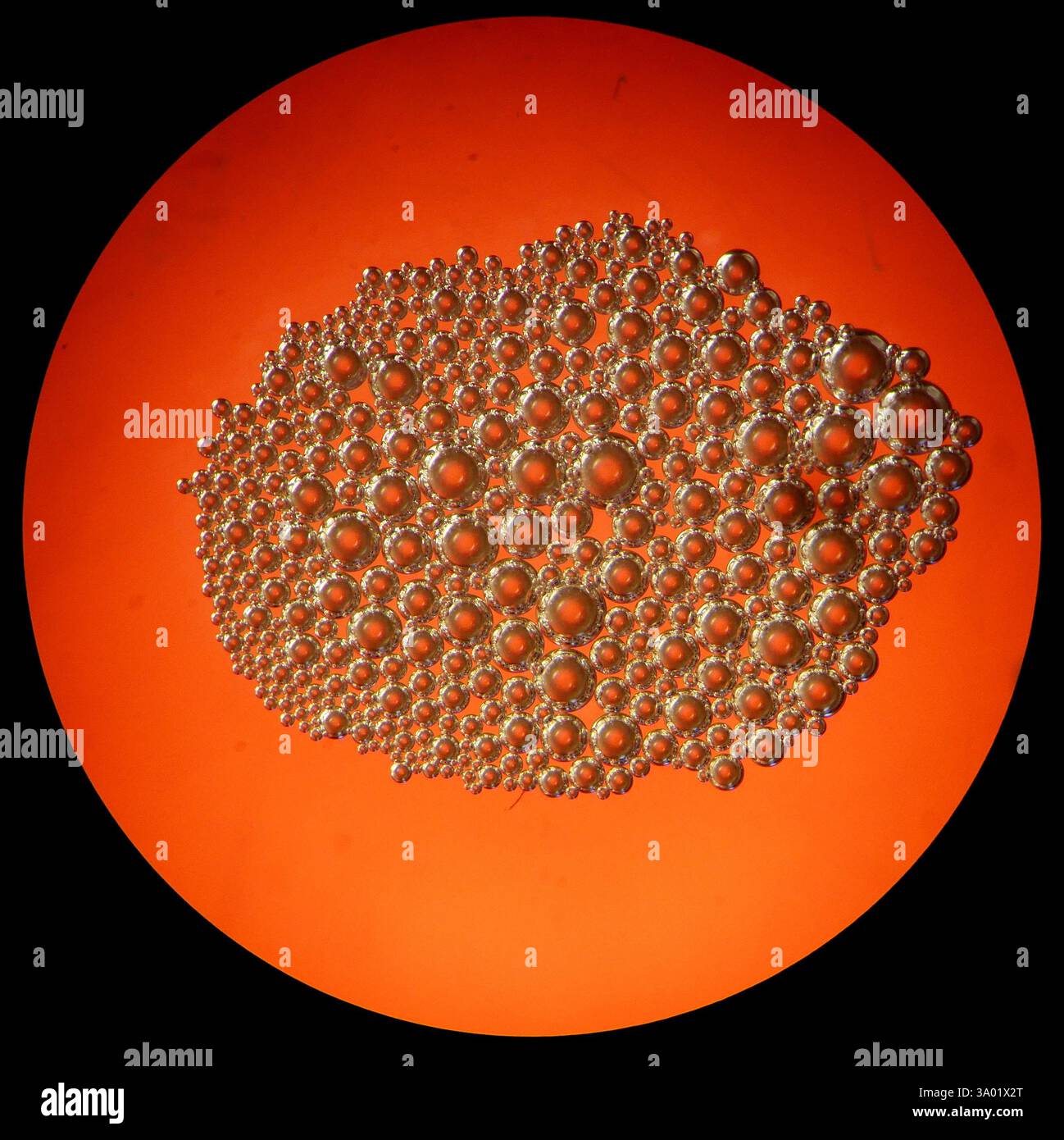 Microscopic air bubbles floating in the microscope field with creative ...
