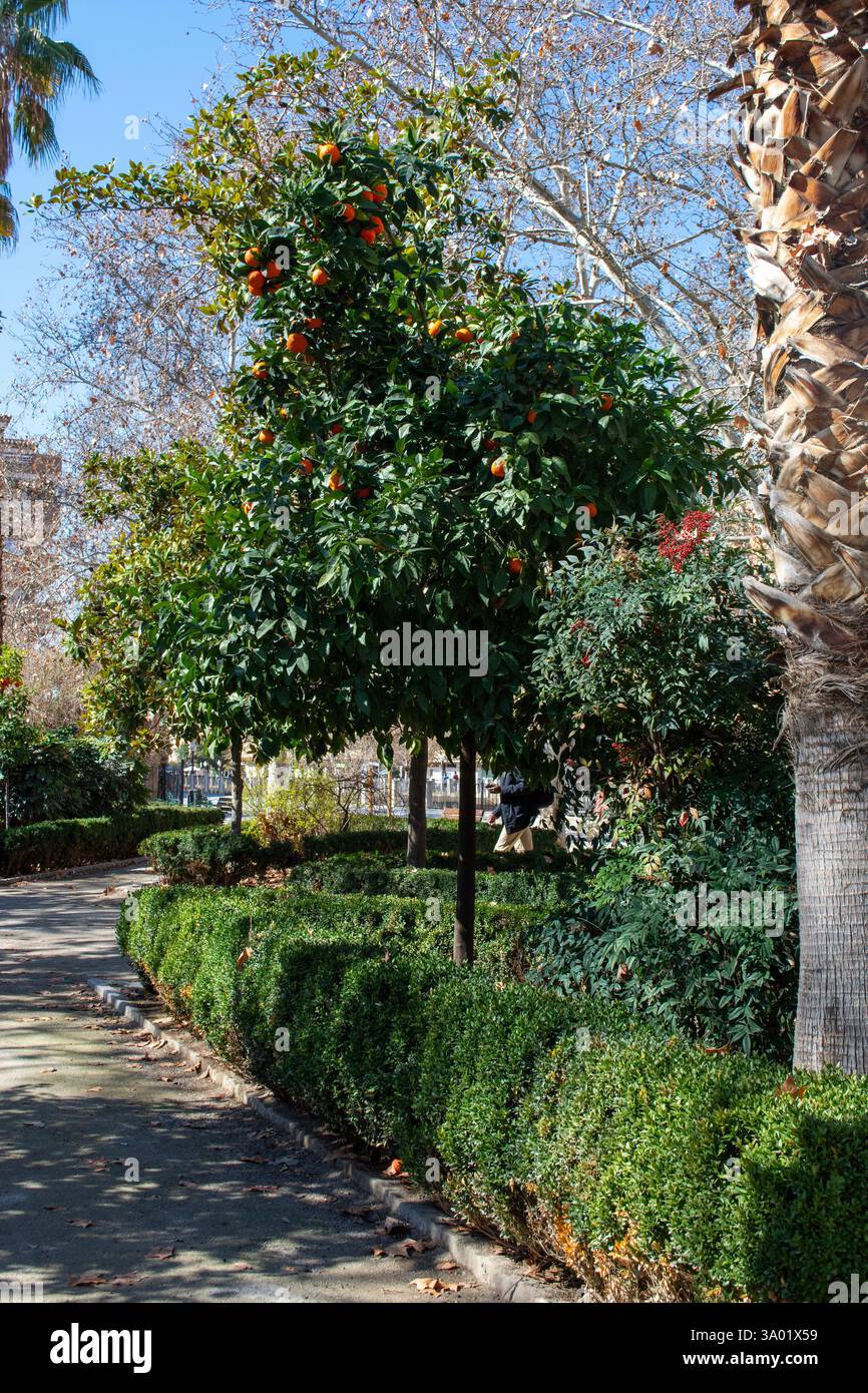 Orange trees on the Bomba promenade in Granada Stock Photo - Alamy