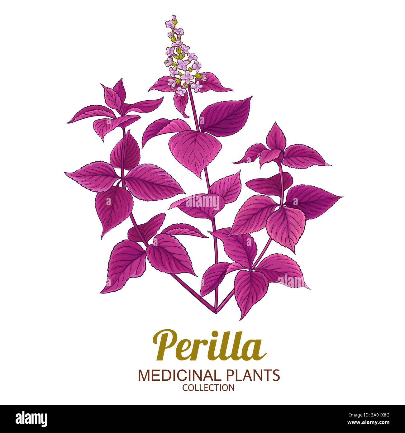 Shiso flower Stock Vector Images - Alamy