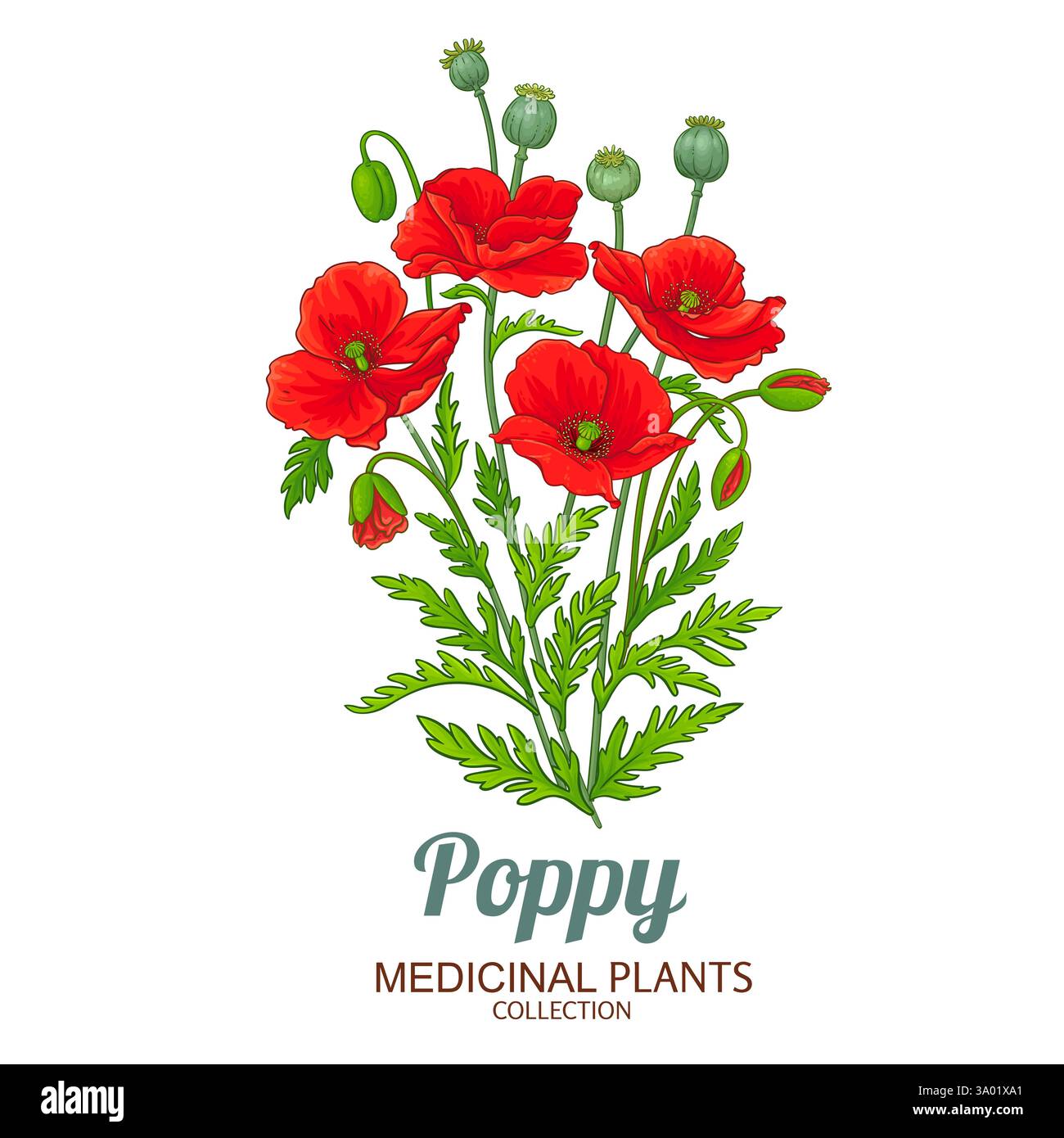 Poppy Plant Colored Detailed Illustration Stock Vector Image & Art - Alamy