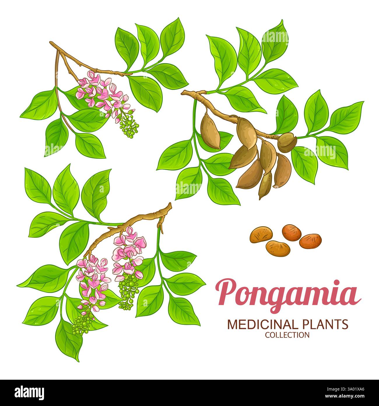 Pongamia Branch Colored Detailed Illustration Stock Vector Image & Art ... Pongamia Branch Colored Detailed Illustration Stock Vector Image & Art ...