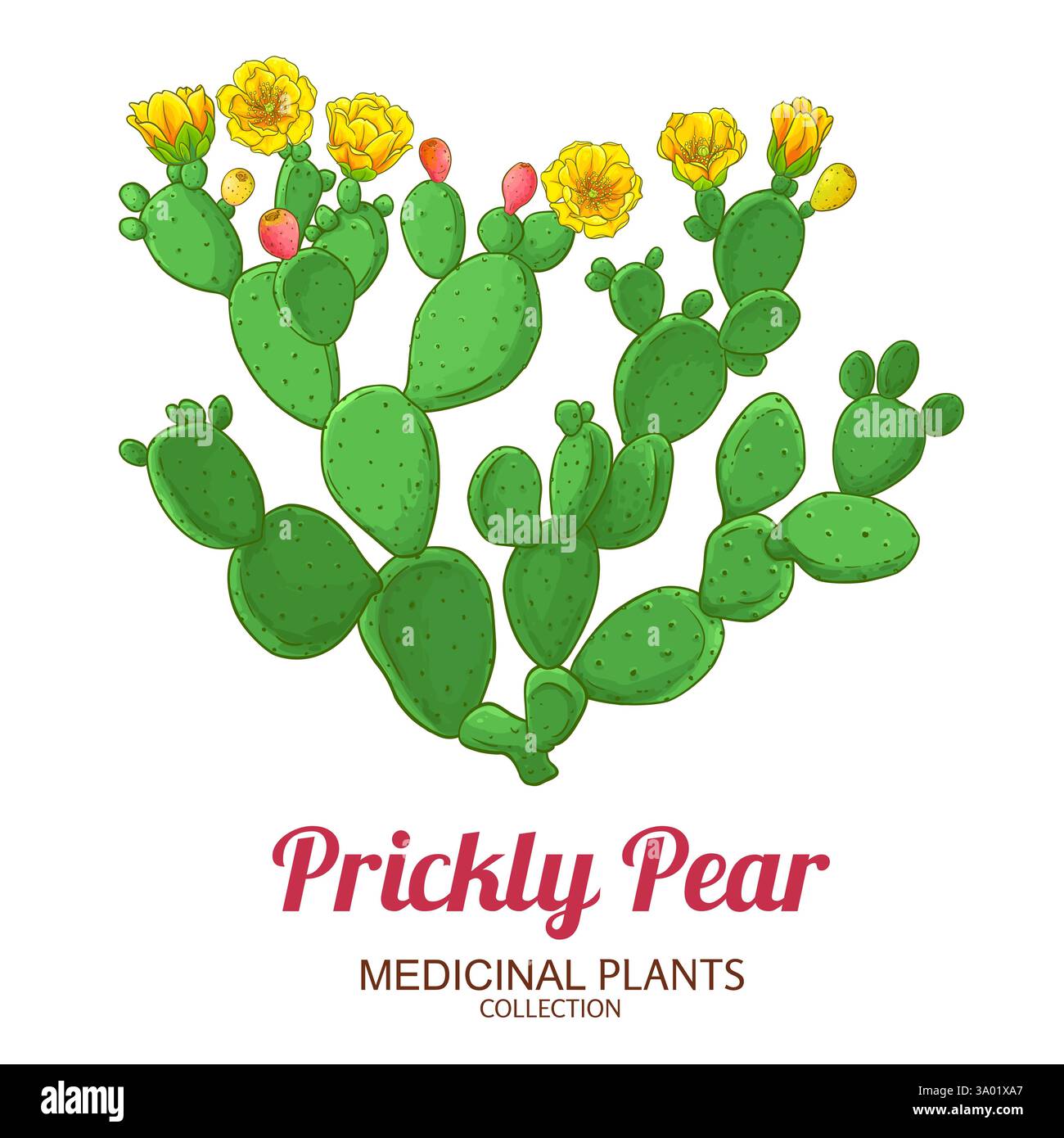 Prickly pear flower opuntia Stock Vector Images - Alamy