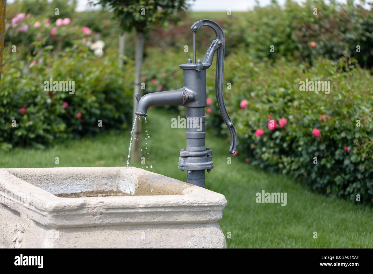 Water drops out of a metal hand pump into an old trough with rose ...