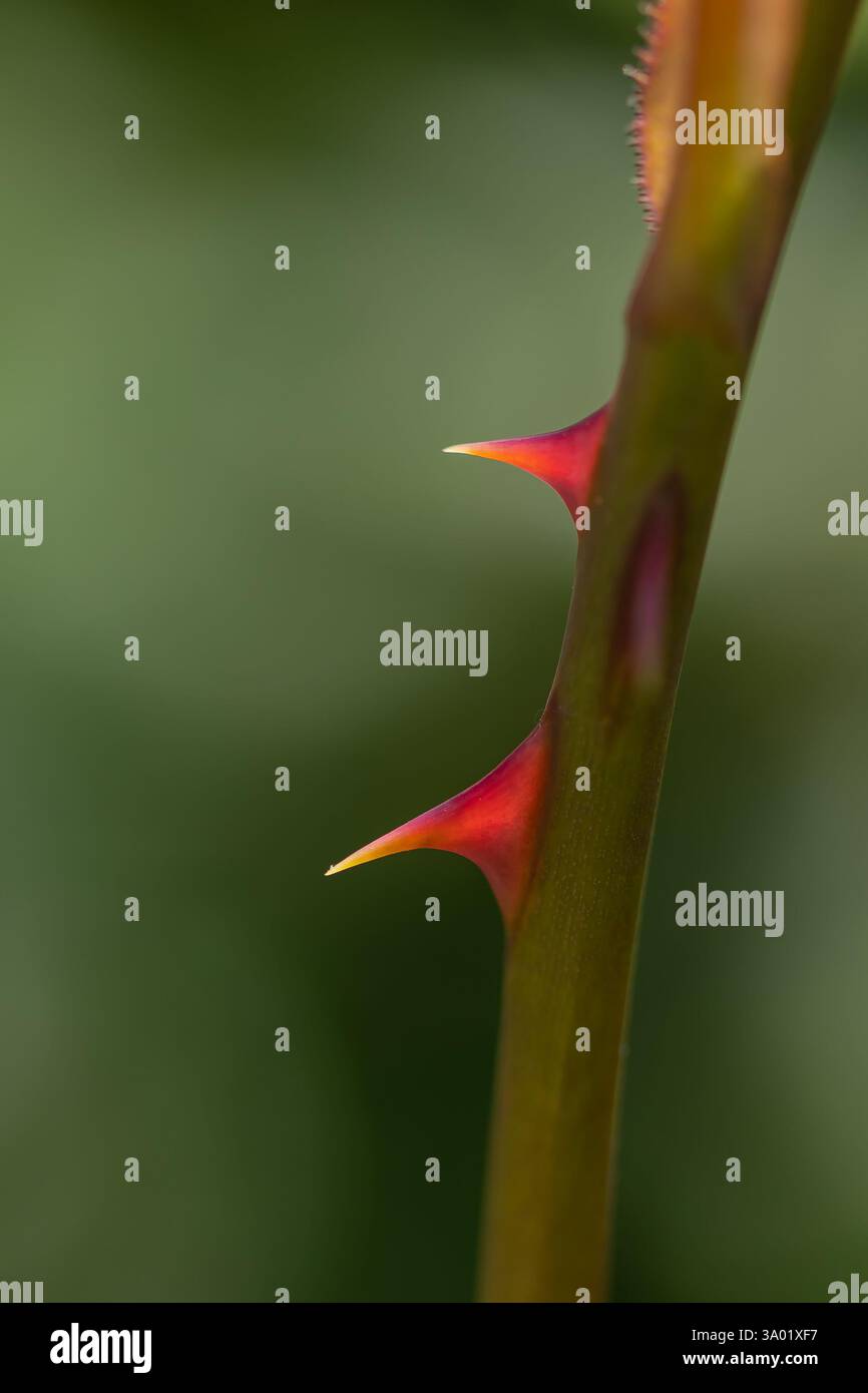 Close-up of the stem of a rose with thorns - copy space Stock Photo - Alamy