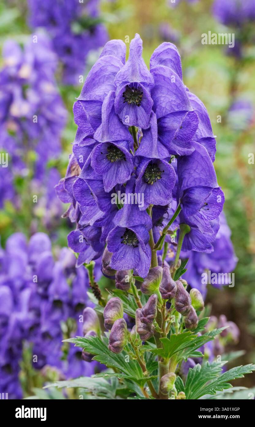 Aconitum carmichaelii (Arendsii Group) Arendsii, monk's hood Arendsii ...