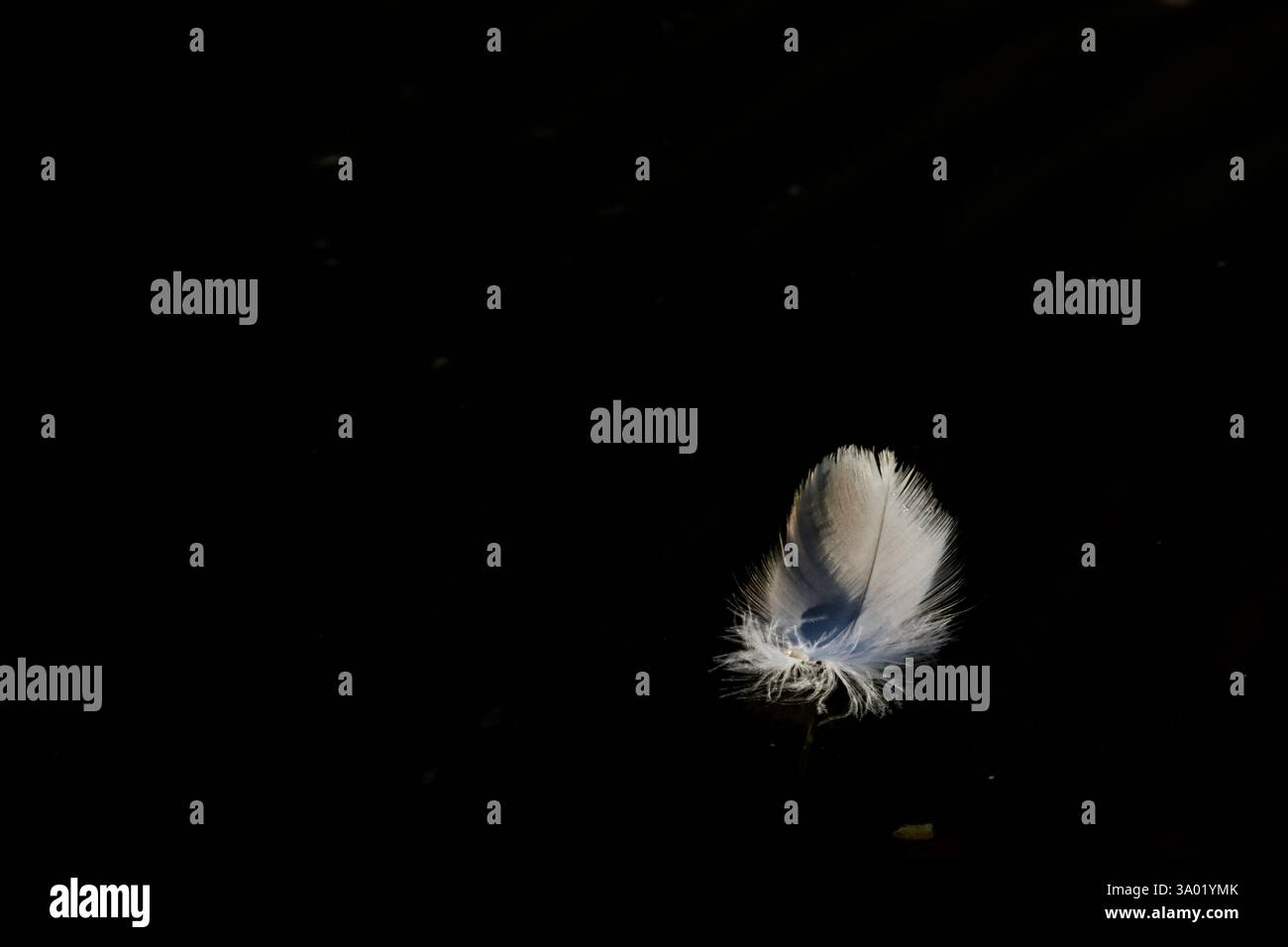 Feathered stillness hi-res stock photography and images - Alamy