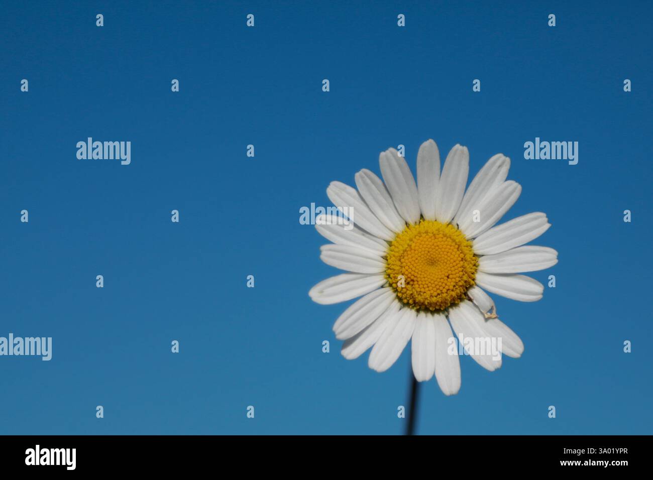 Minimal daisy hi-res stock photography and images - Alamy