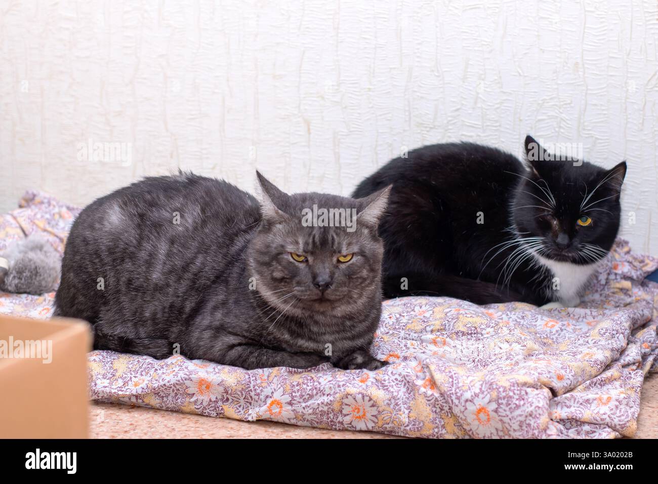 Two distinct cats are comfortably laying side by side on a cozy bed ...