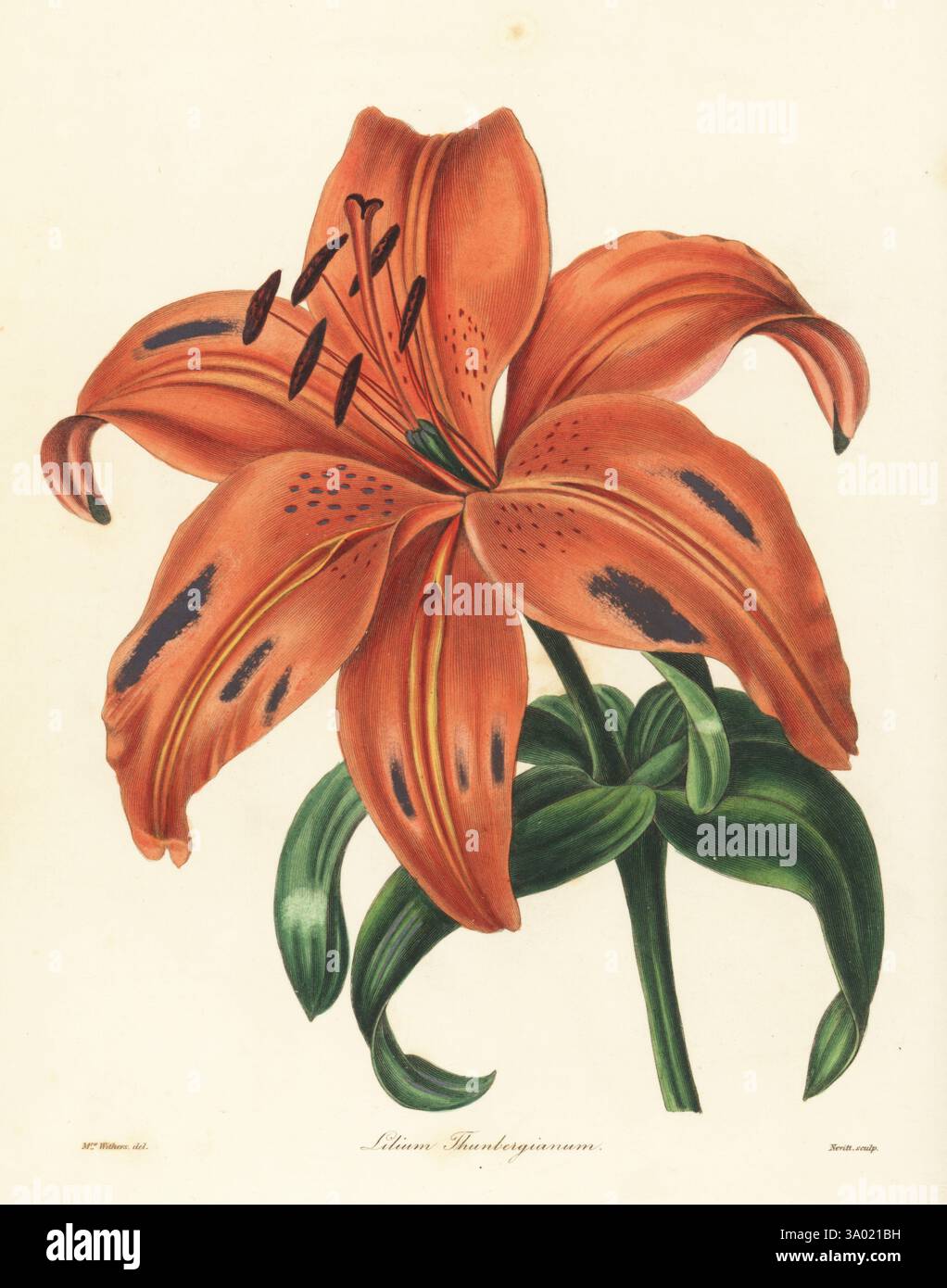Sukashi-yuri, Lilium maculatum. Thunberg's lily, Lilium thunbergianum ...